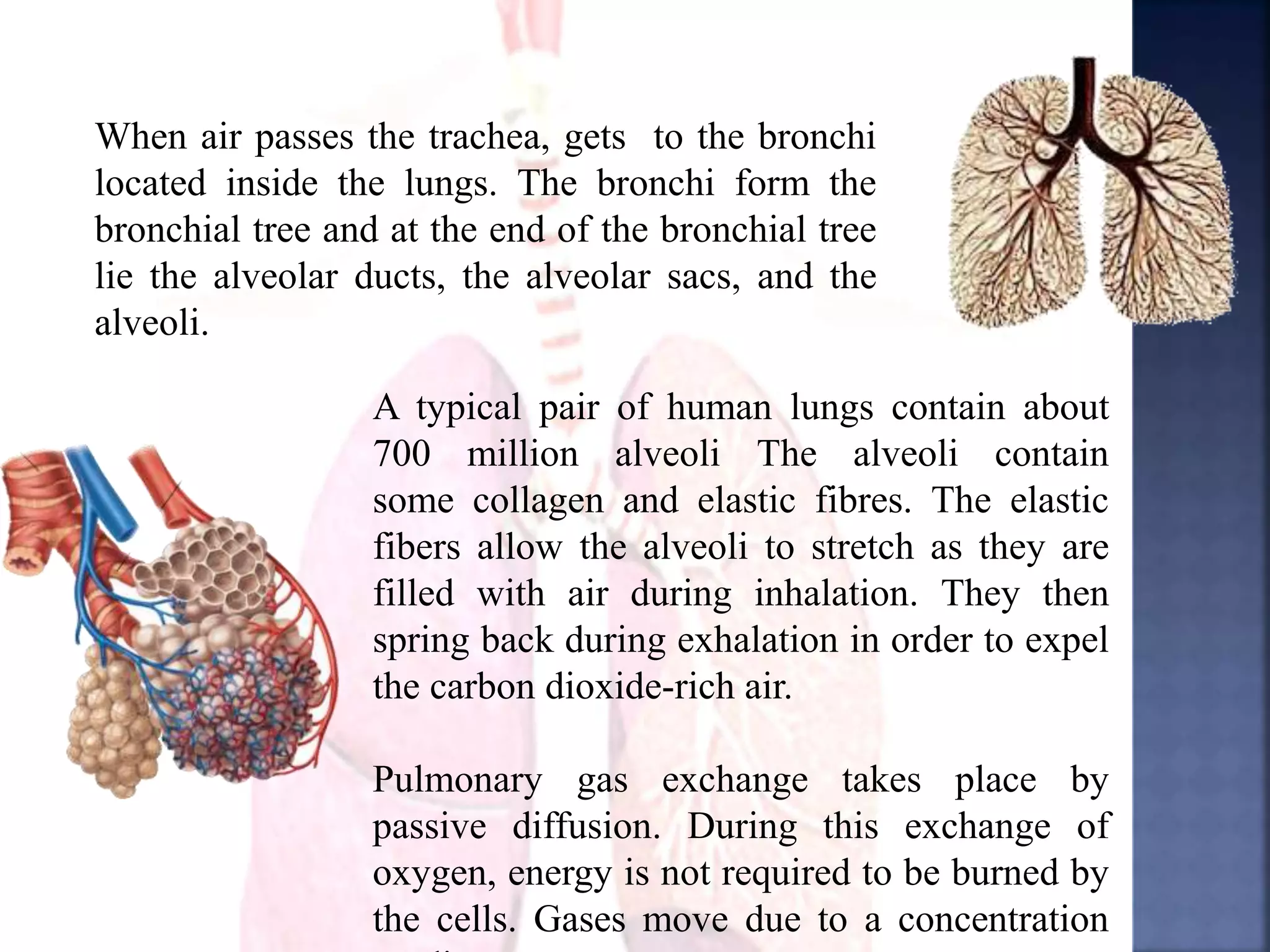 Respiratory & Circulatory System | PPTX