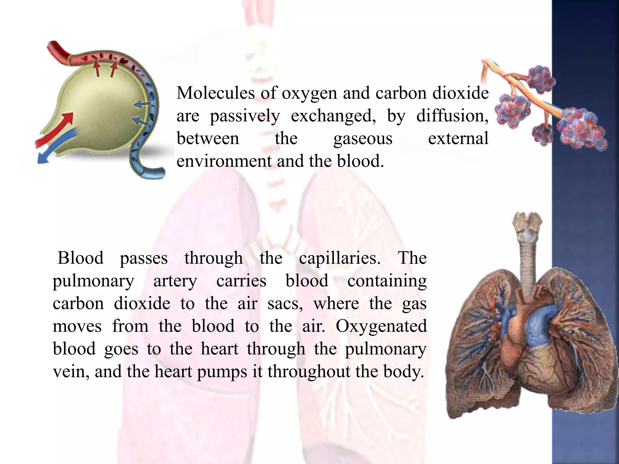 Respiratory & Circulatory System | PPTX