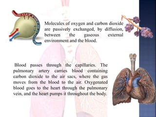 Respiratory & Circulatory System | PPTX
