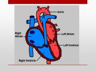 Respiratory & Circulatory System.pptx