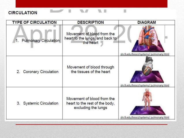 Respiratory & Circulatory System.pptx