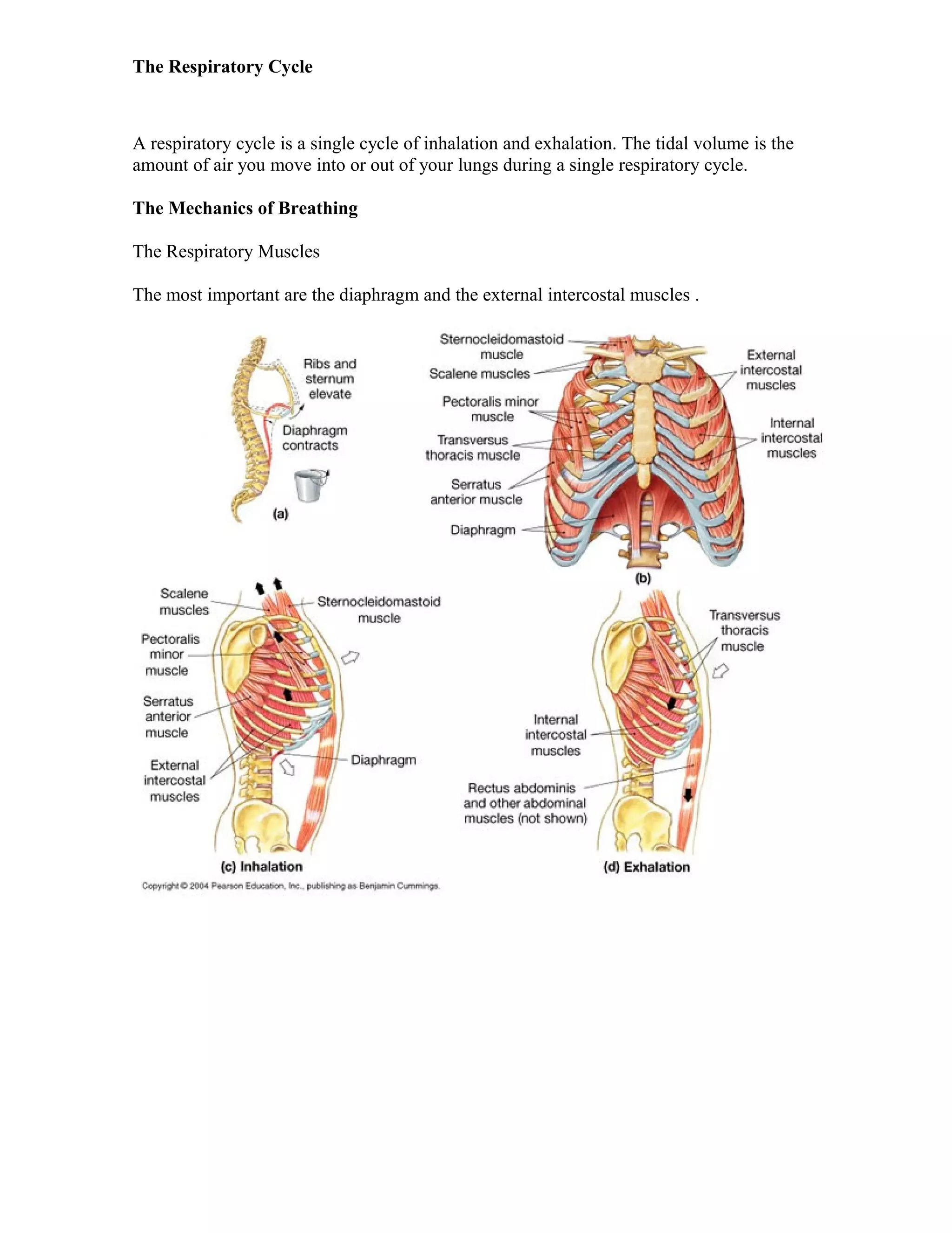 Respiratory cycle | DOC