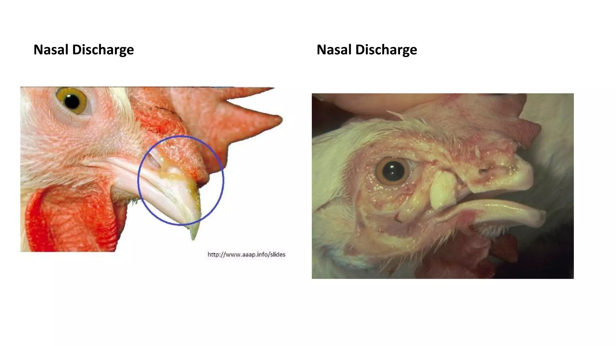 Respiratory diseases of chicken (updated) | PPSX
