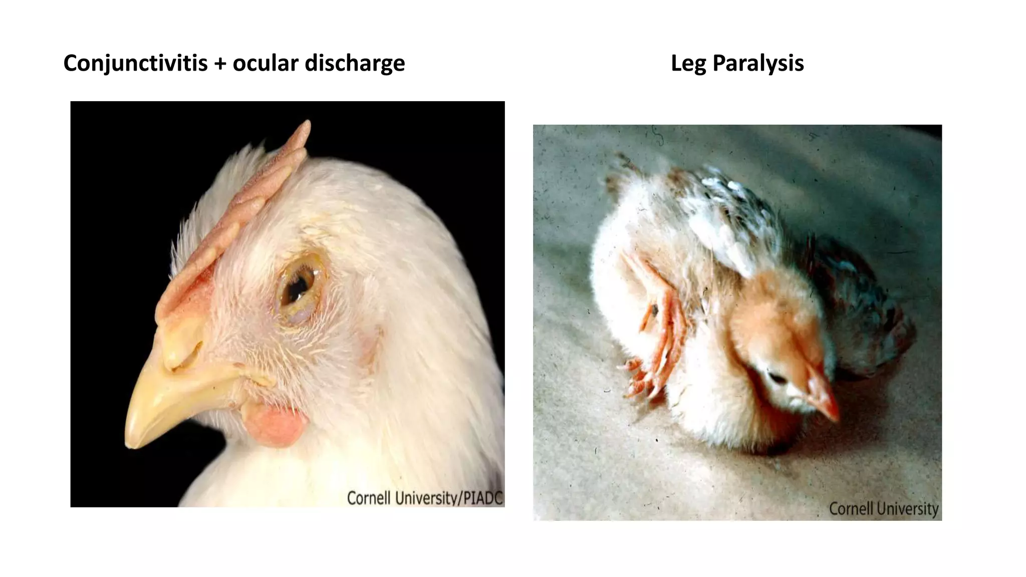Respiratory diseases of chicken (updated) | PPSX