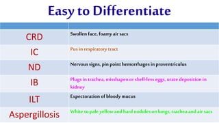 Respiratory diseases of chicken (updated) | PPSX