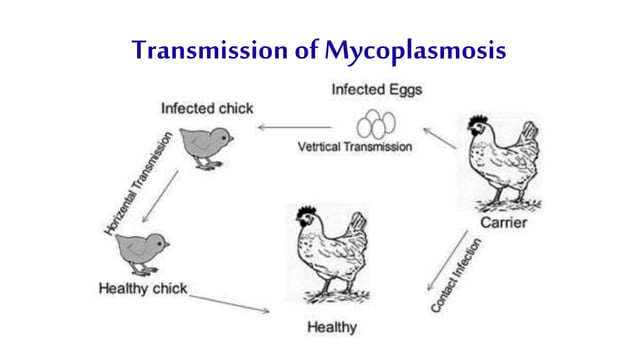 Respiratory diseases of chicken (updated) | PPSX