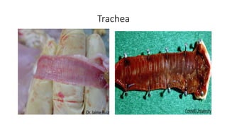 Respiratory diseases of chicken (updated) | PPSX