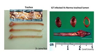 Respiratory diseases of chicken (updated) | PPSX