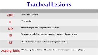 Respiratory diseases of chicken (updated) | PPT