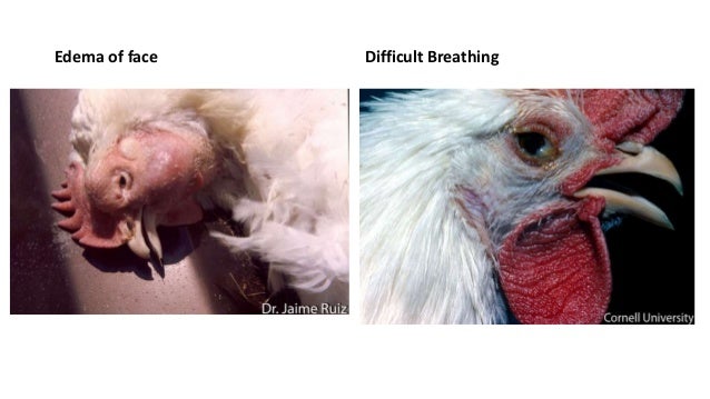 Respiratory diseases of chicken (updated)