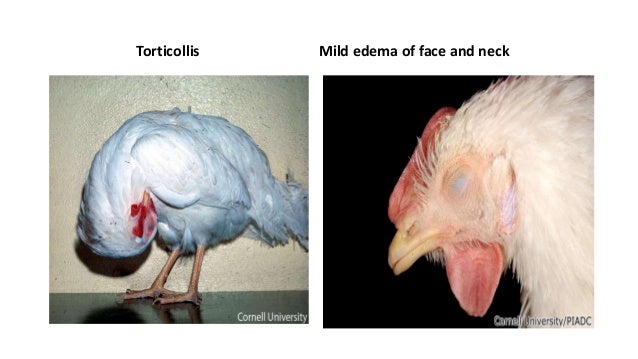 Respiratory diseases of chicken (updated)