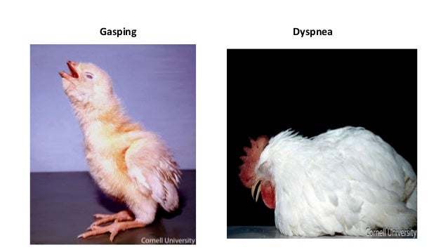Respiratory diseases of chicken (updated)