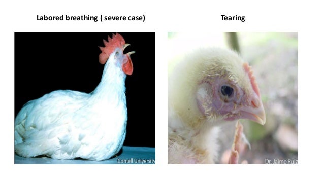 Respiratory diseases of chicken (updated)