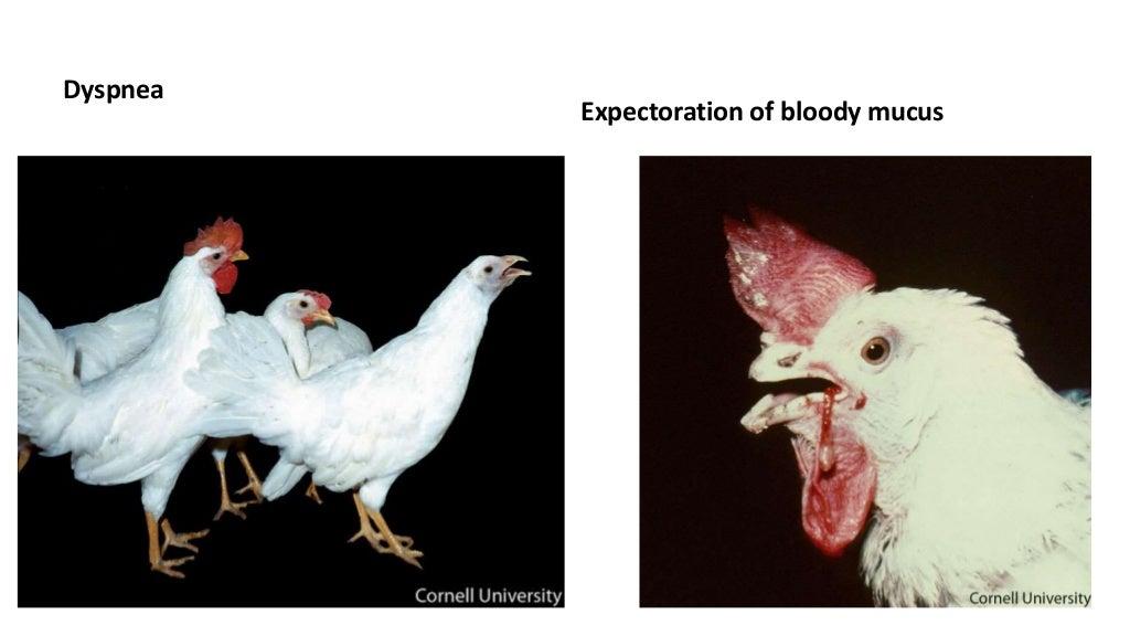 Respiratory diseases of chicken (updated)