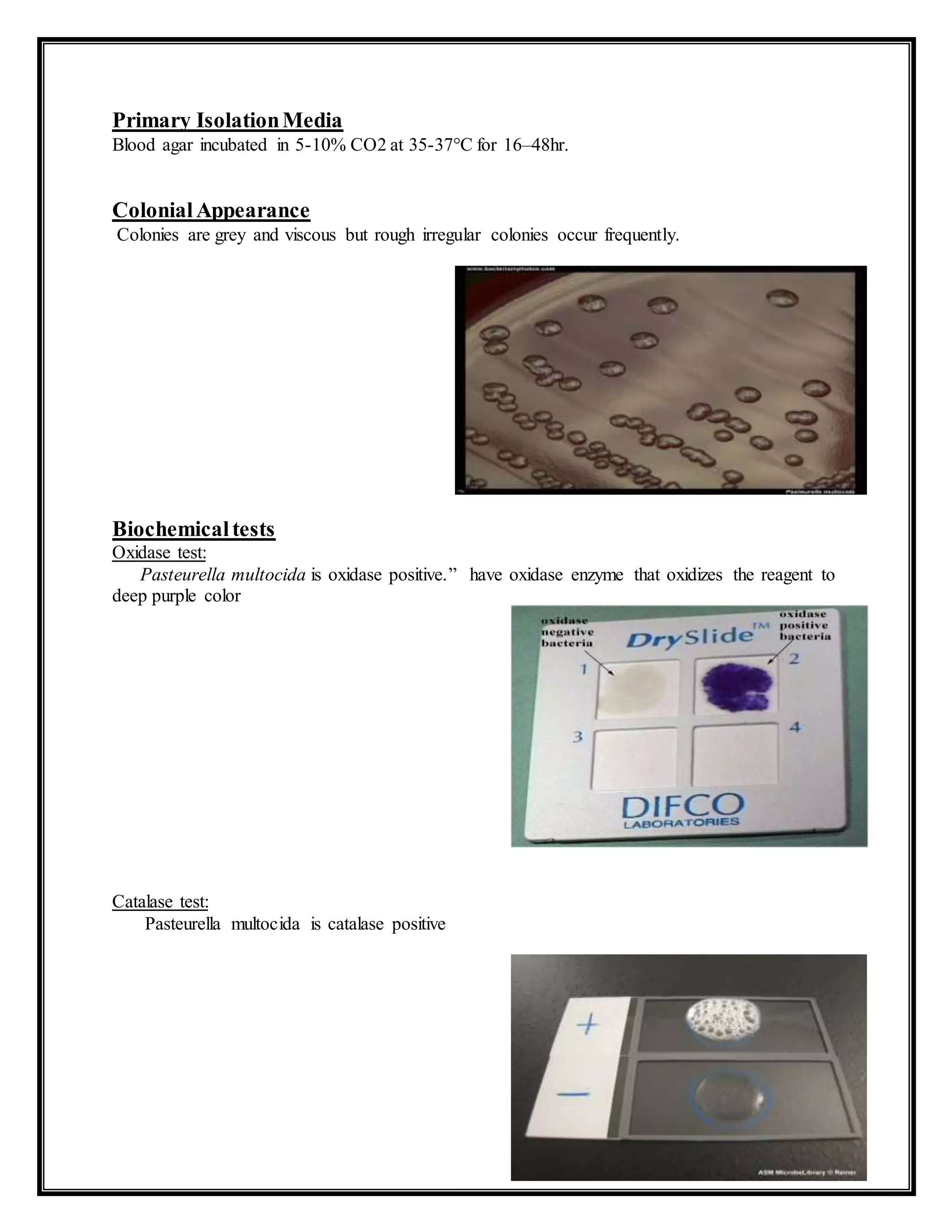 Laboratory diagnosis of bacteria causing respiratory diseases in ...