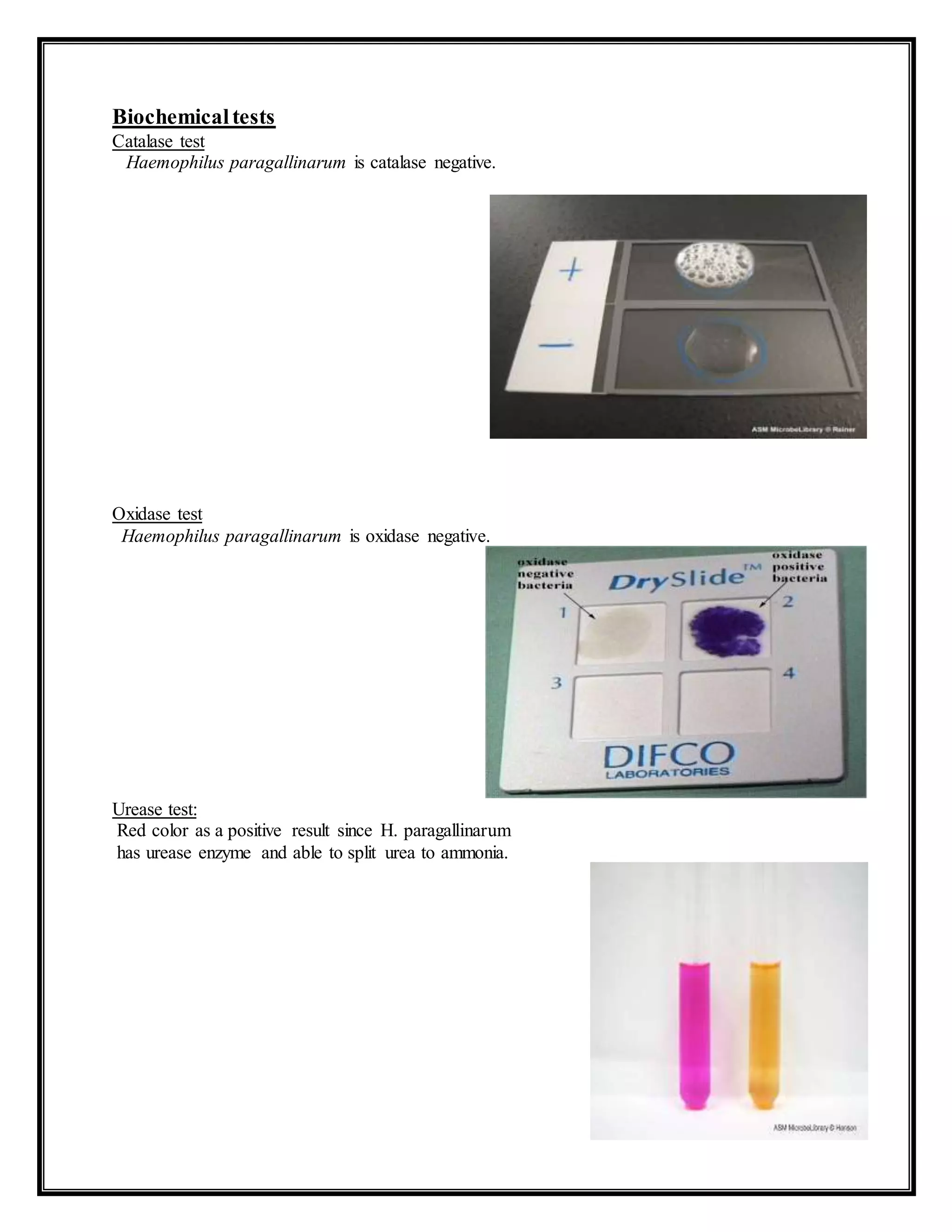 Laboratory diagnosis of bacteria causing respiratory diseases in ...