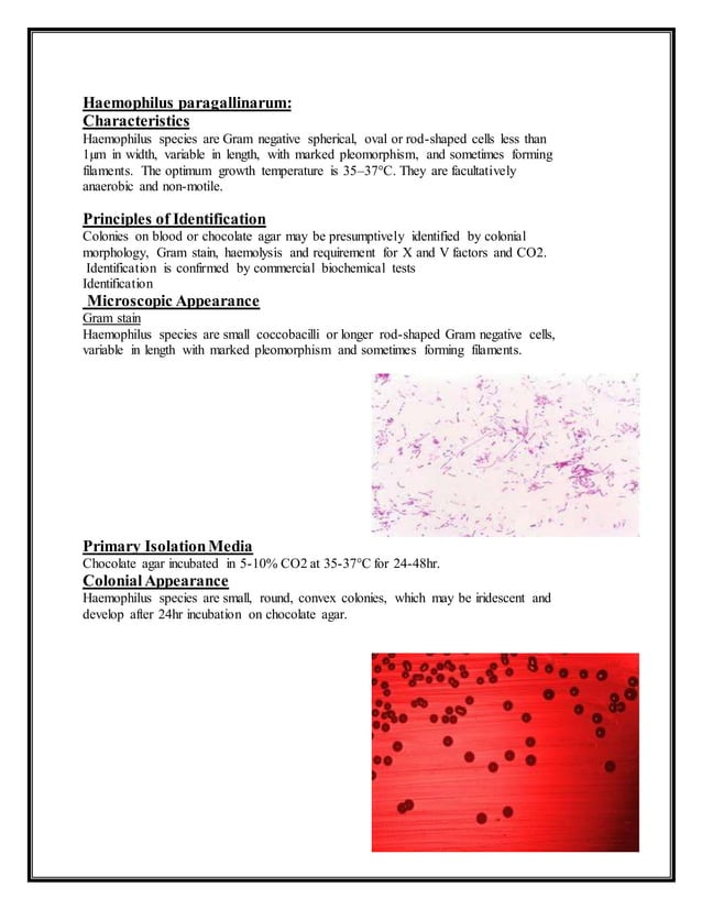 Laboratory diagnosis of bacteria causing respiratory diseases in ...
