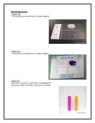 Laboratory diagnosis of bacteria causing respiratory diseases in ...