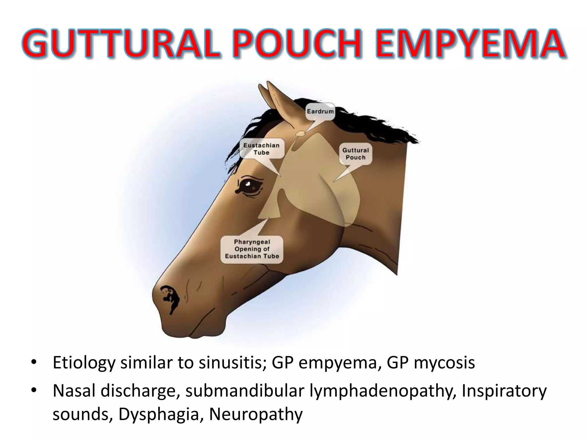 Respiratory diseases of horses | PPTX