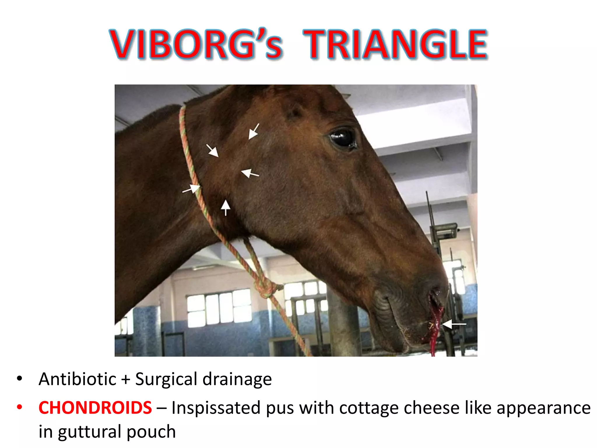 Respiratory diseases of horses | PPTX