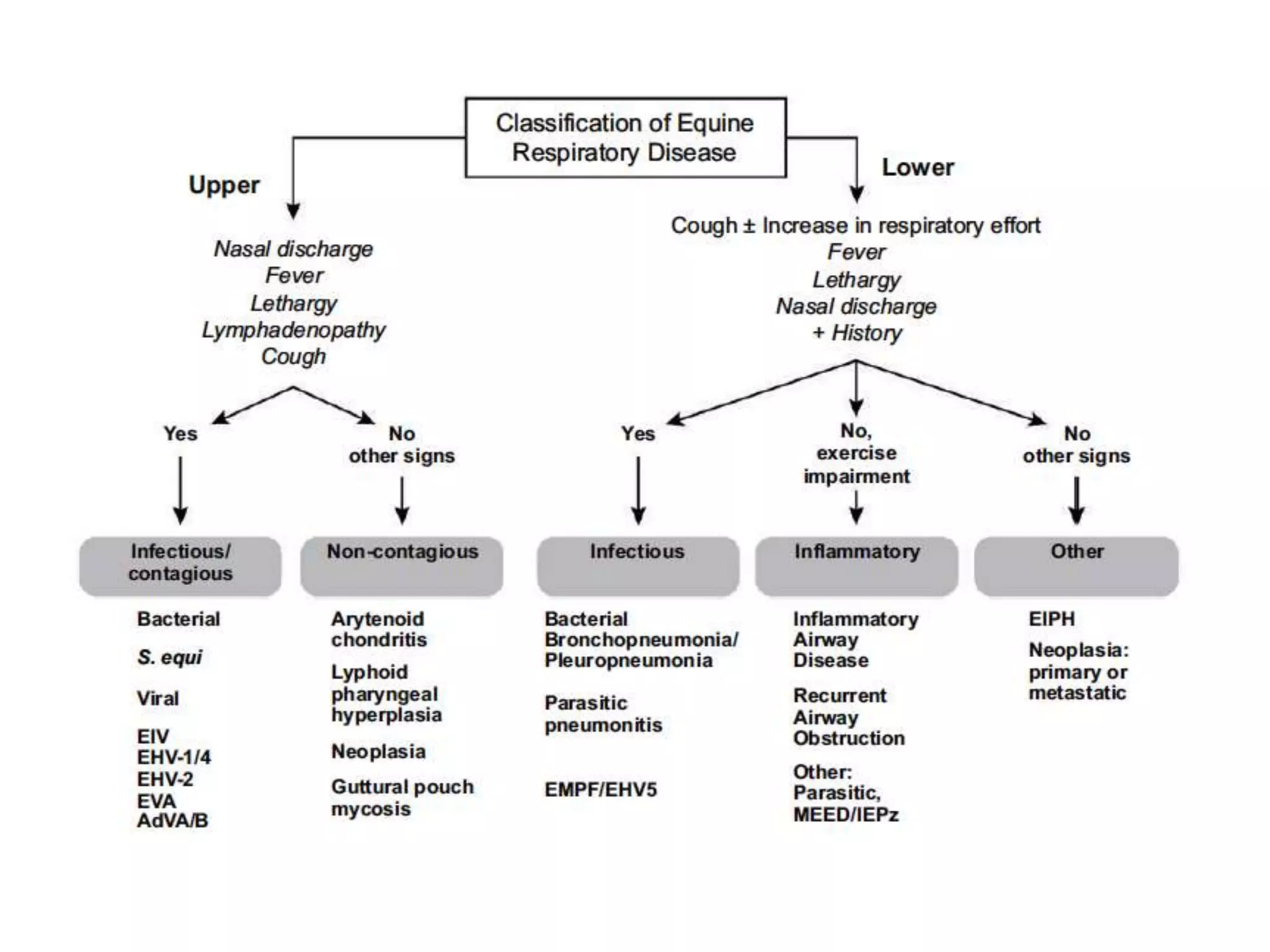 Respiratory diseases of horses | PPTX