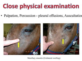 Respiratory diseases of horses | PPTX