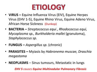 Respiratory diseases of horses | PPTX