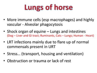 Respiratory diseases of horses | PPTX