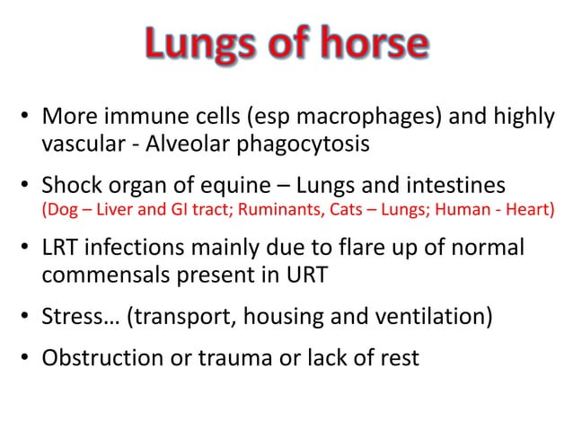 Respiratory diseases of horses | PPTX | Ear, Nose and Throat Conditions ...