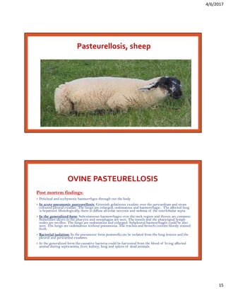 Respiratory diseases of sheep and goats | PDF