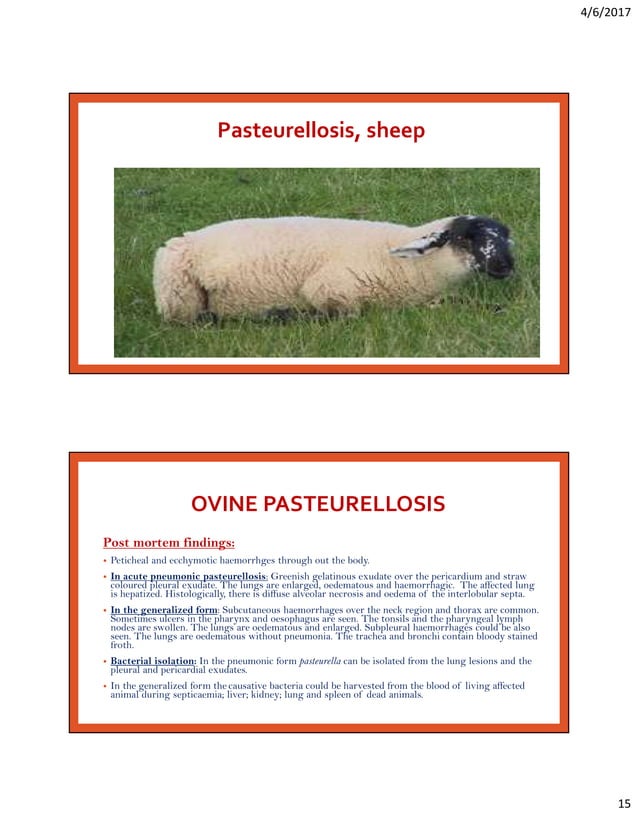 Respiratory diseases of sheep and goats | PDF | Infectious Diseases ...