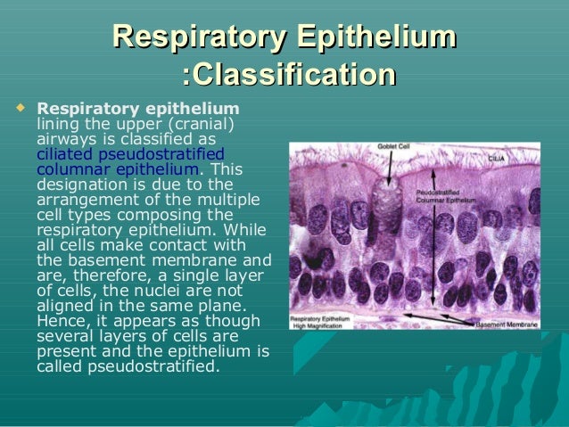 Respiratory Epithelium