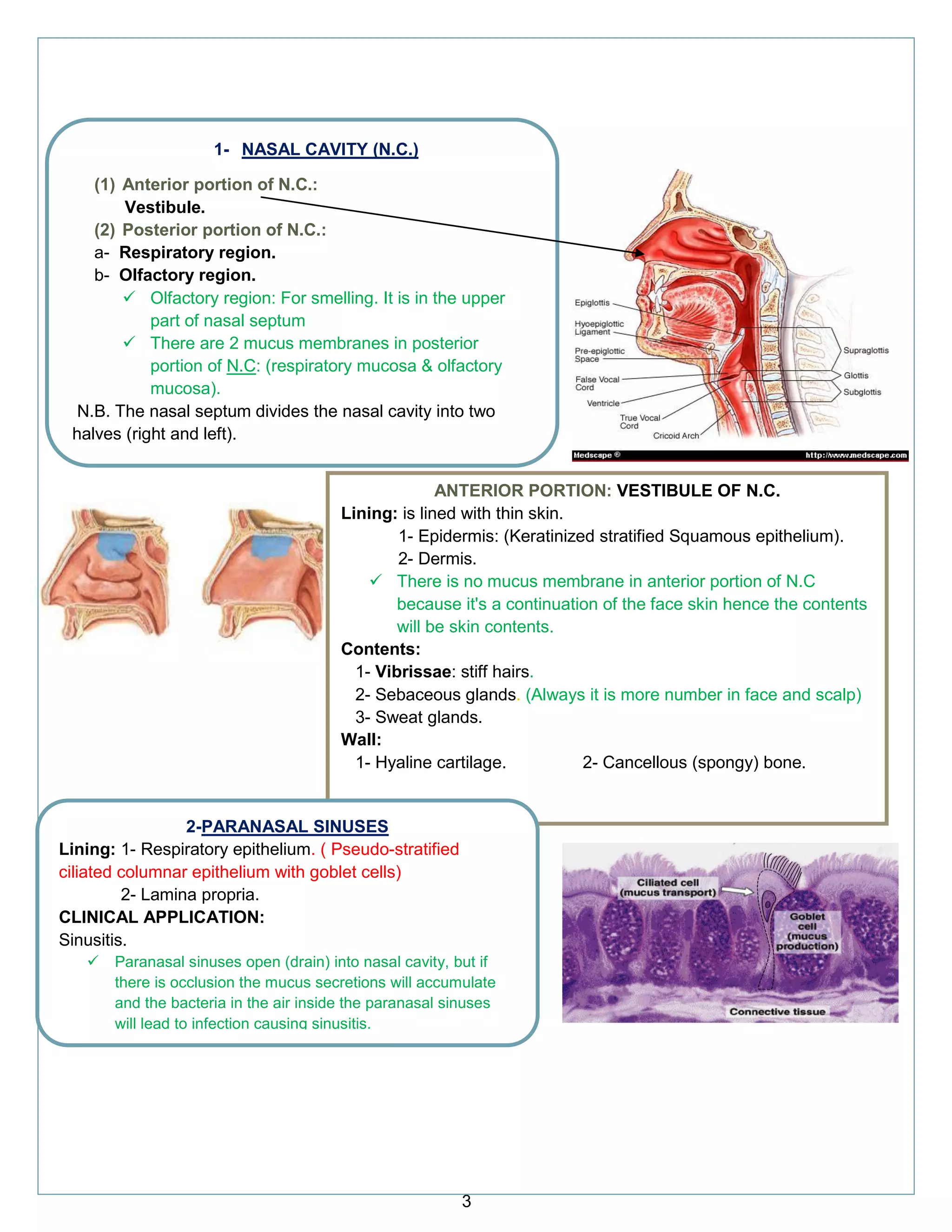 Respiratory epithelium | PDF