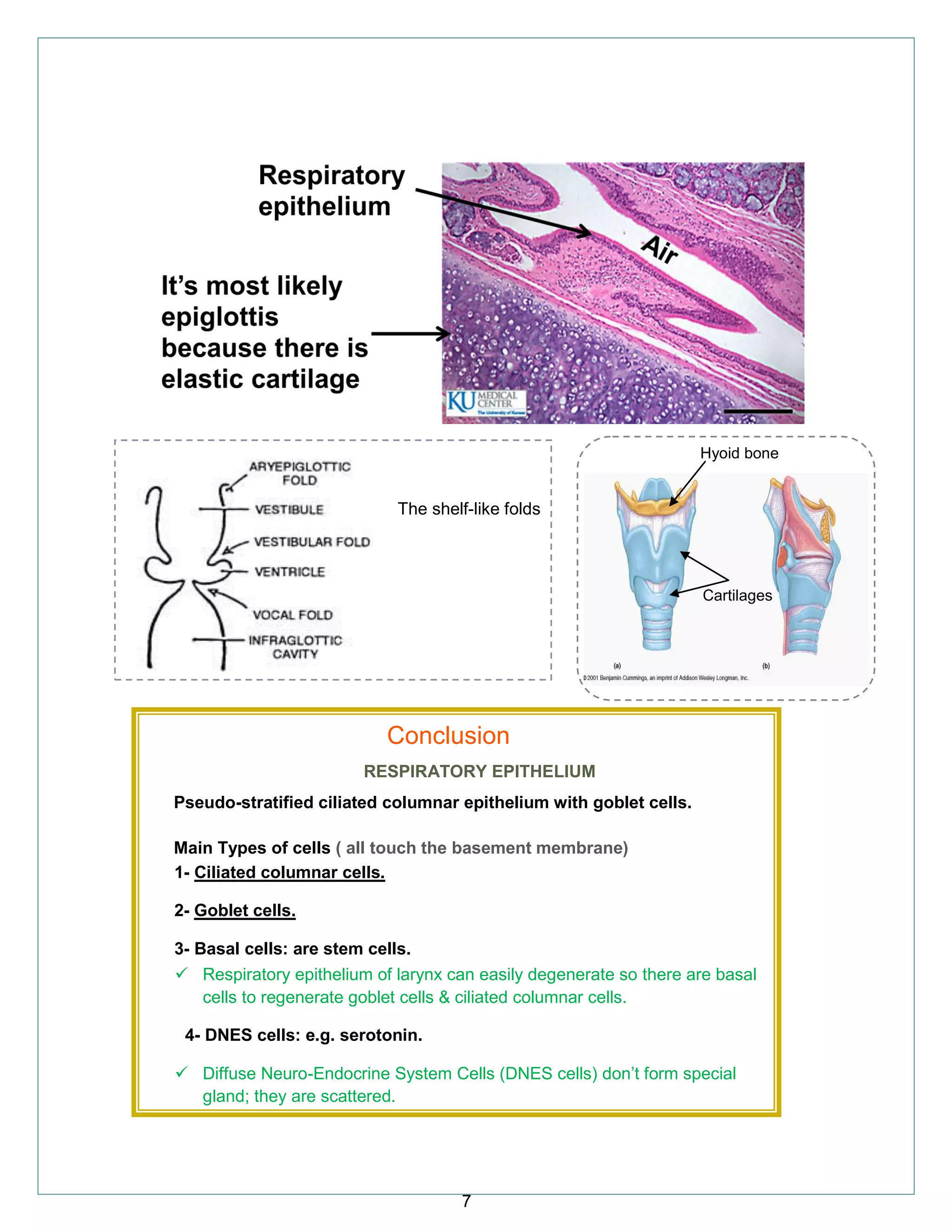 Respiratory epithelium | PDF