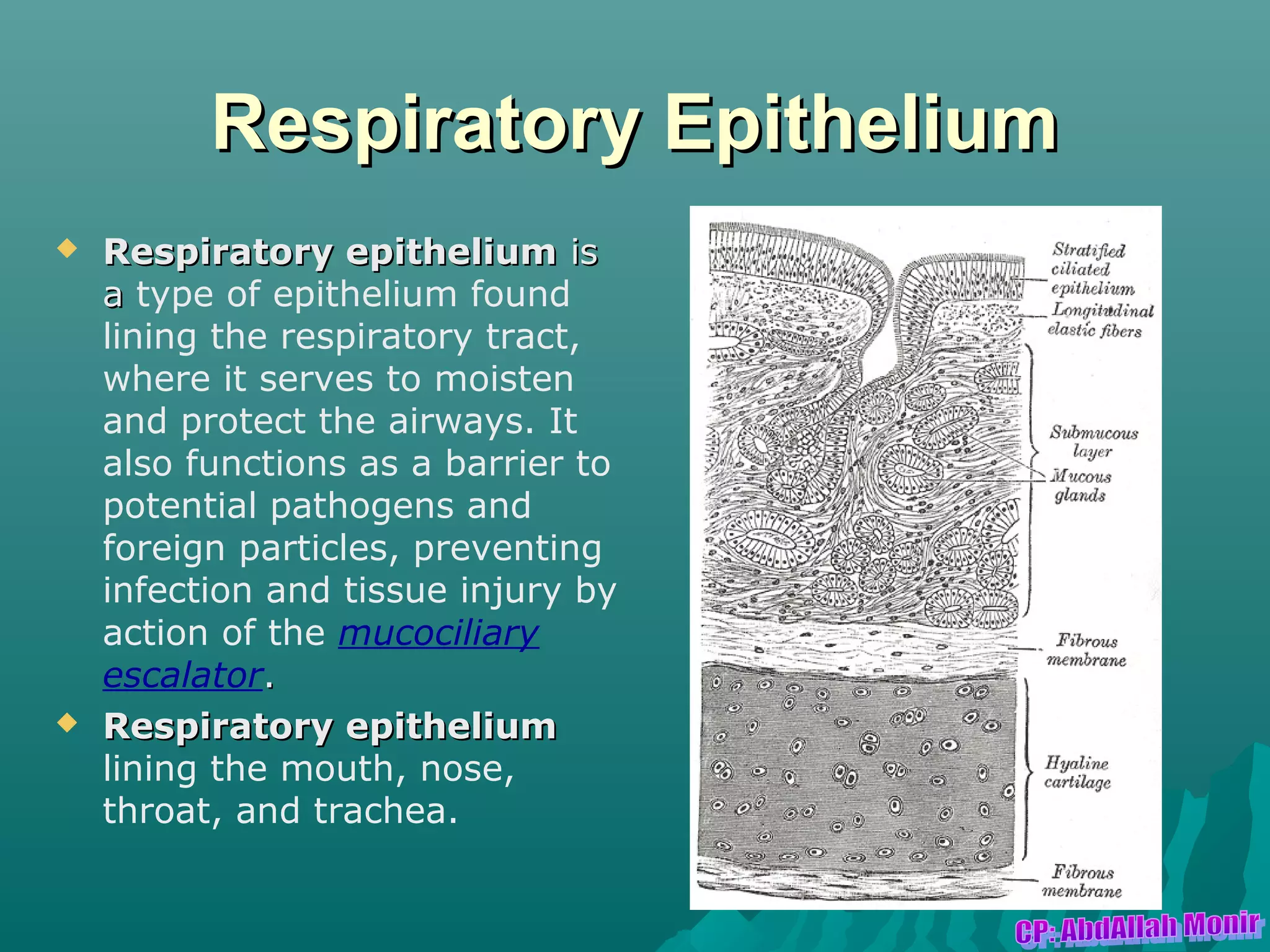 Respiratory epithelium1 | PPT