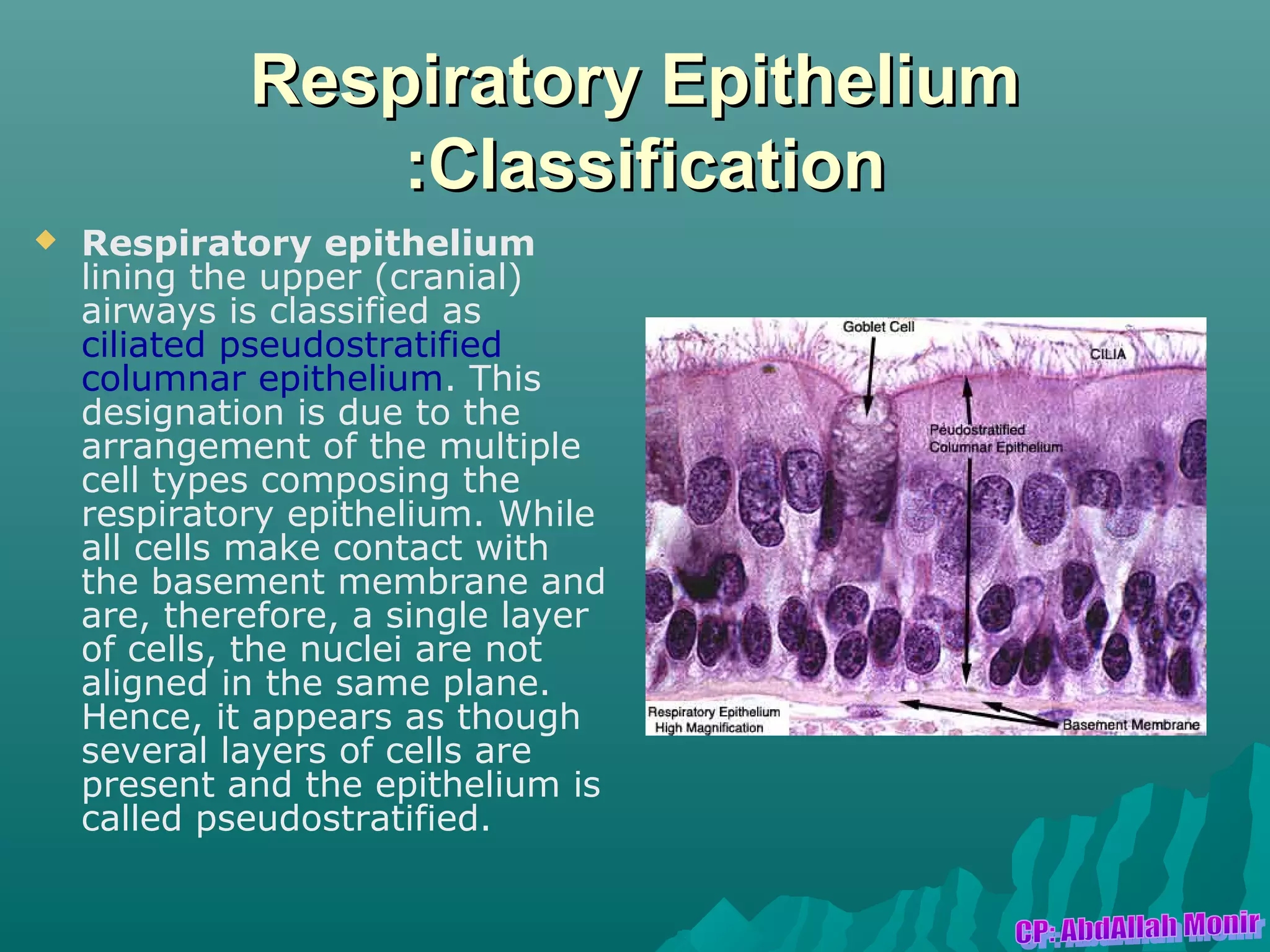 Respiratory epithelium1 | PPT