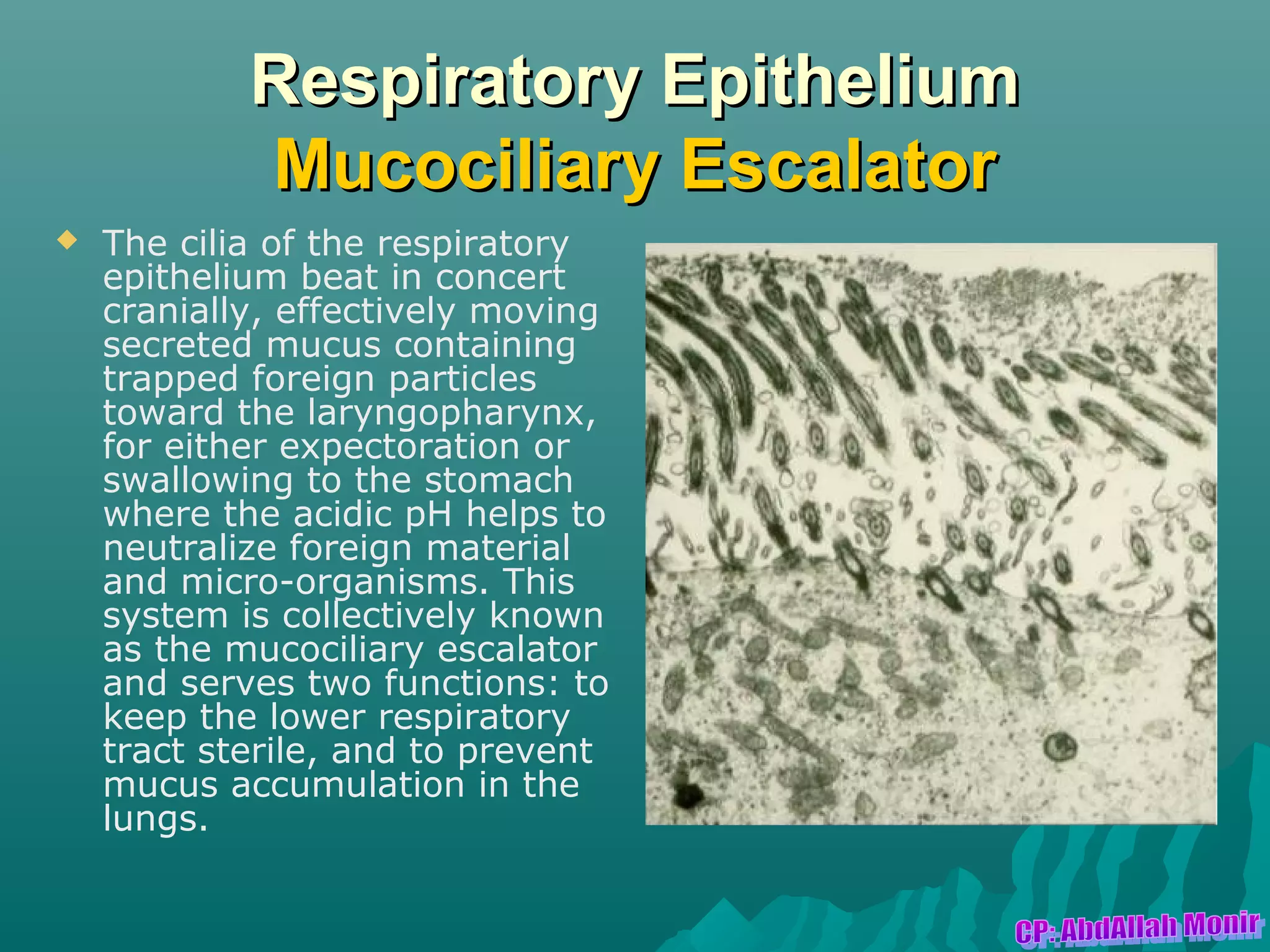 Respiratory epithelium1 | PPT