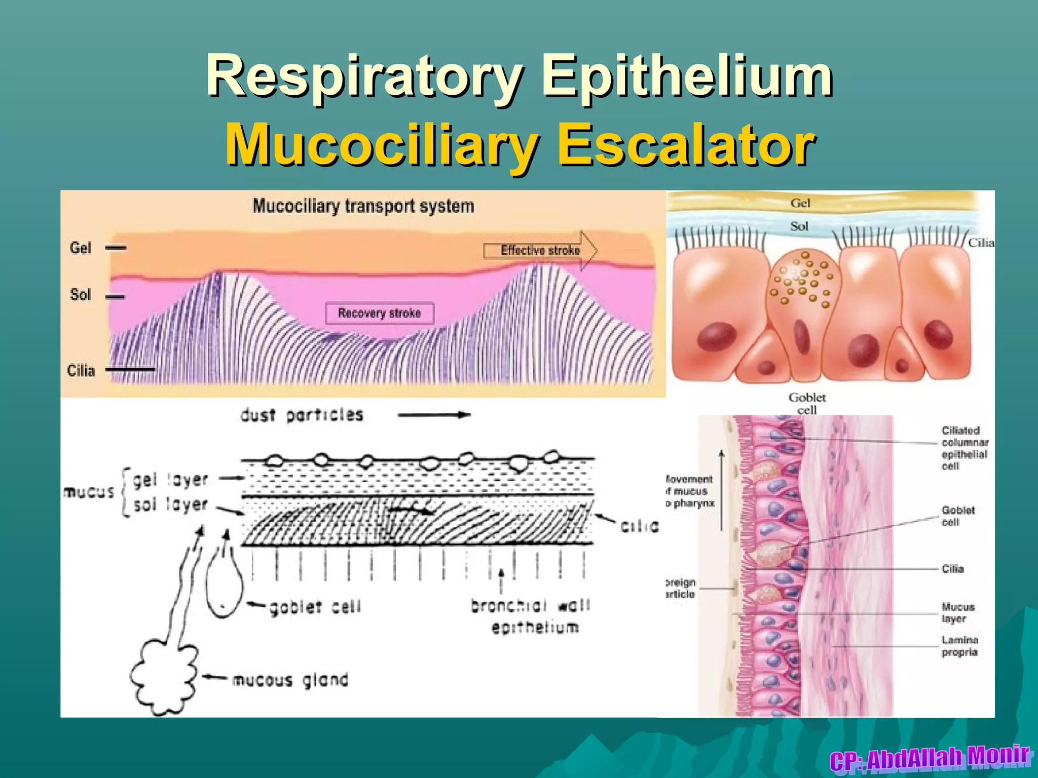 Respiratory epithelium1 | PPT