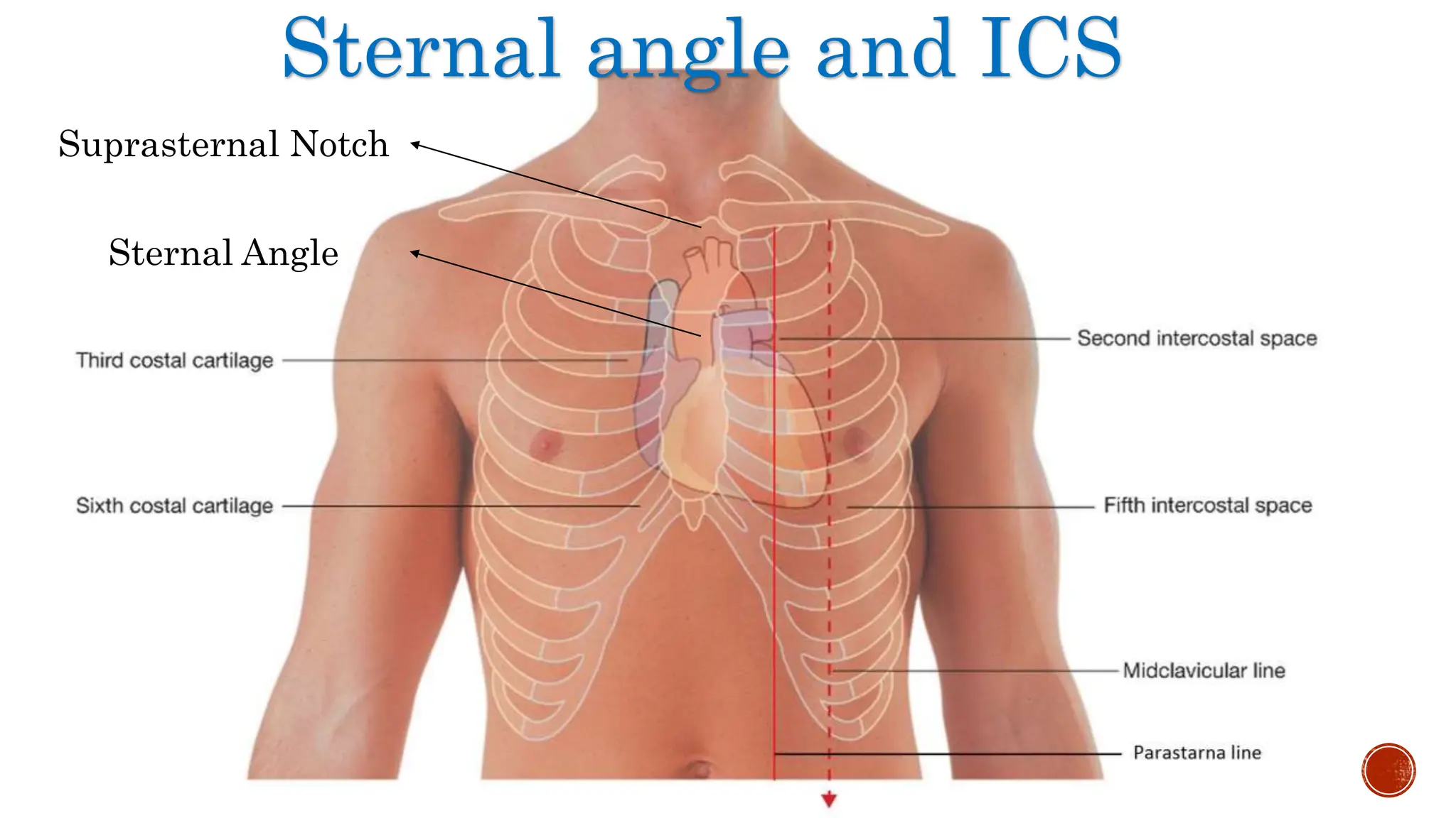RESPIRATORY EXAMINATION FINAL PPT DR,.pptx
