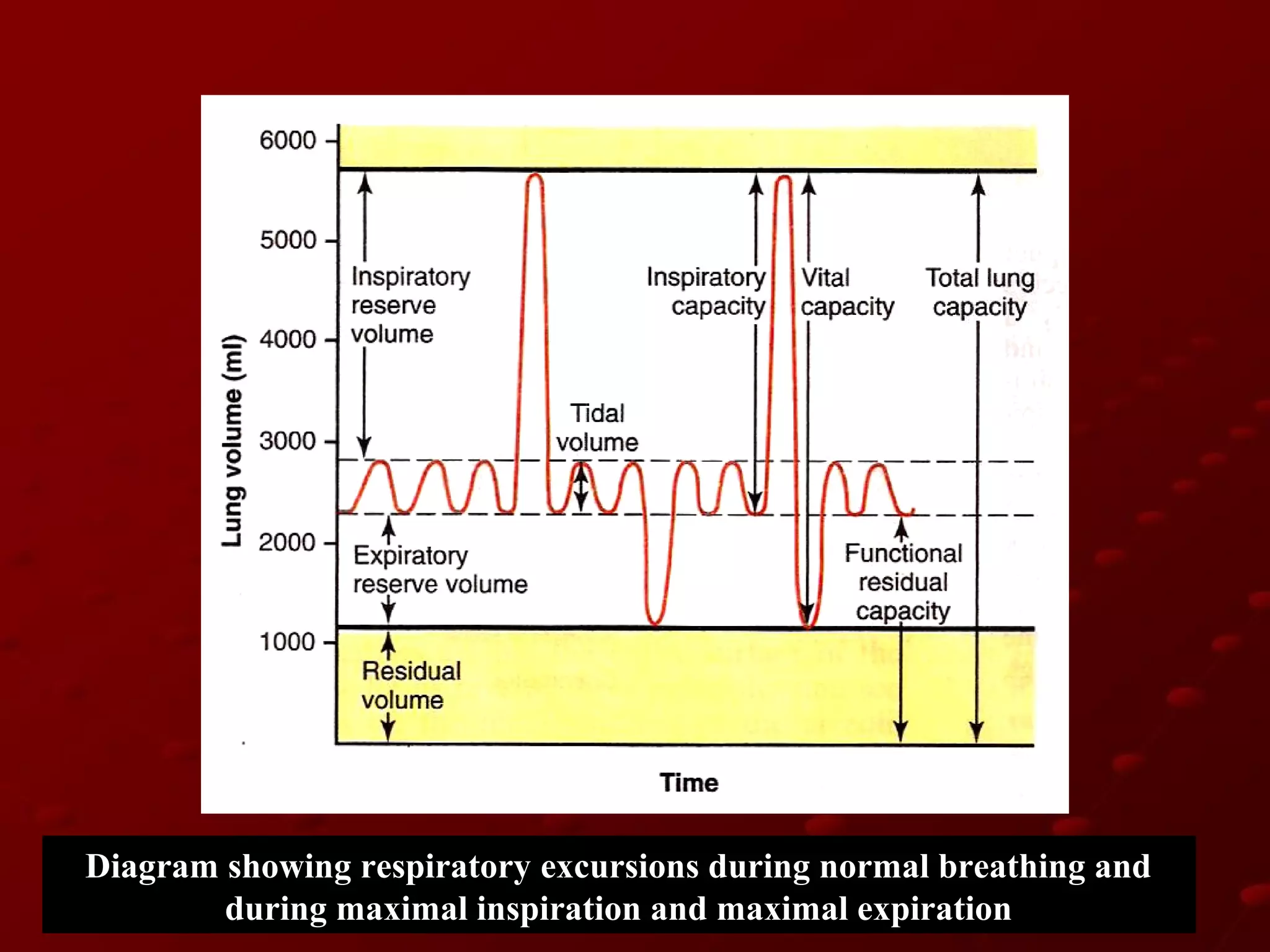 Respiratory function and importance to anesthesia final | PPT