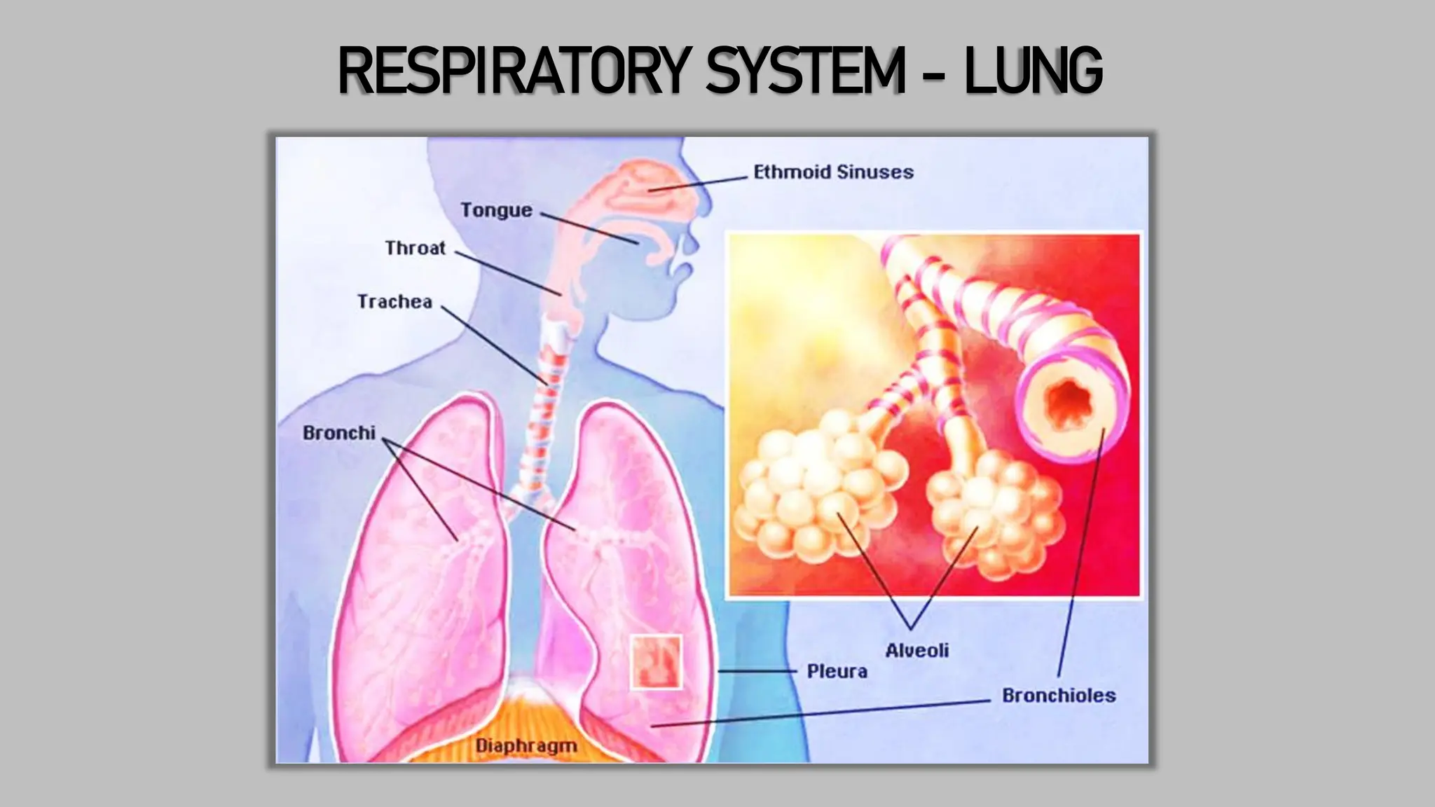 Respiratory Health Risk Assessment(1) (2).pdf | Lung and Respiratory ...