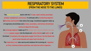 Respiratory Health Risk Assessment(1) (2).pdf