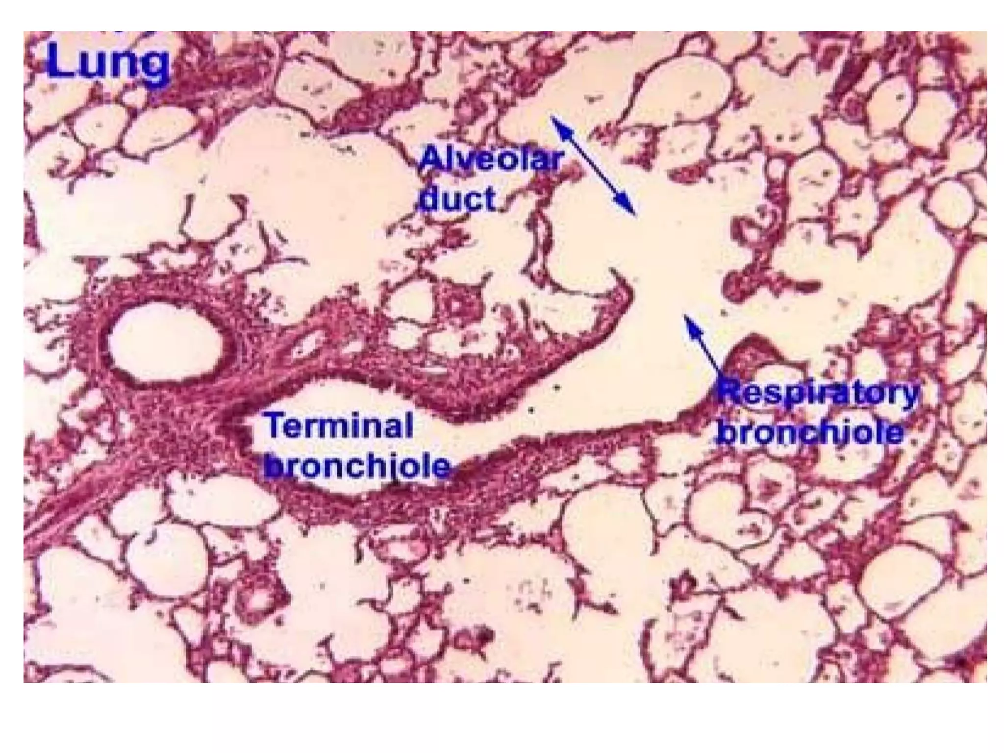 RESPIRATORY SYSTEM HISTOLOGY | PPTX