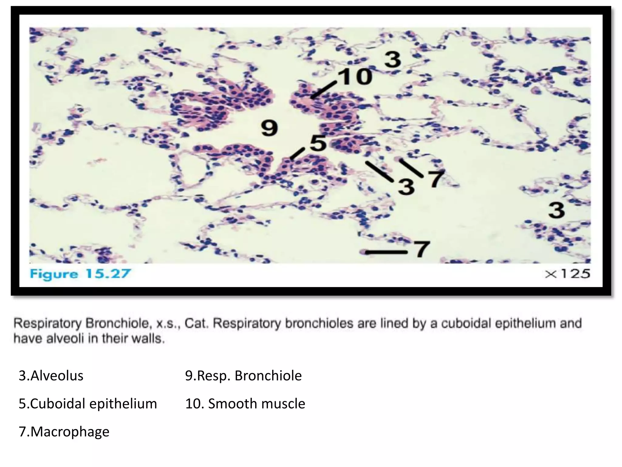 RESPIRATORY SYSTEM HISTOLOGY | PPTX
