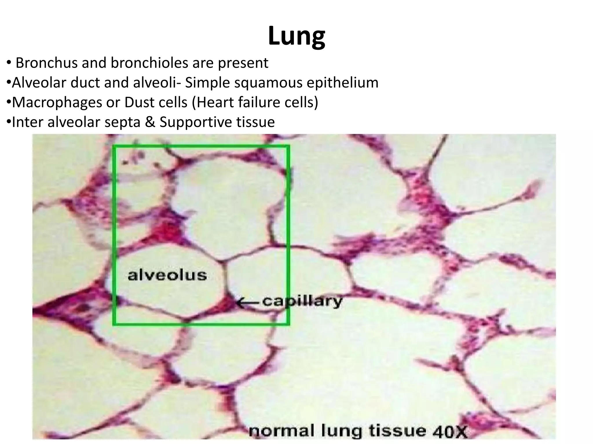 RESPIRATORY SYSTEM HISTOLOGY | PPTX