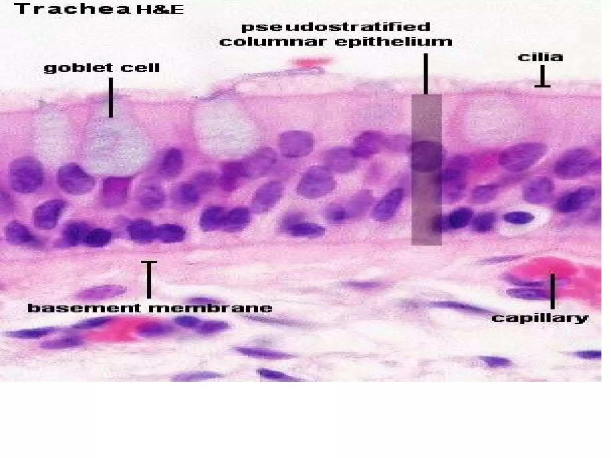 RESPIRATORY SYSTEM HISTOLOGY | PPTX