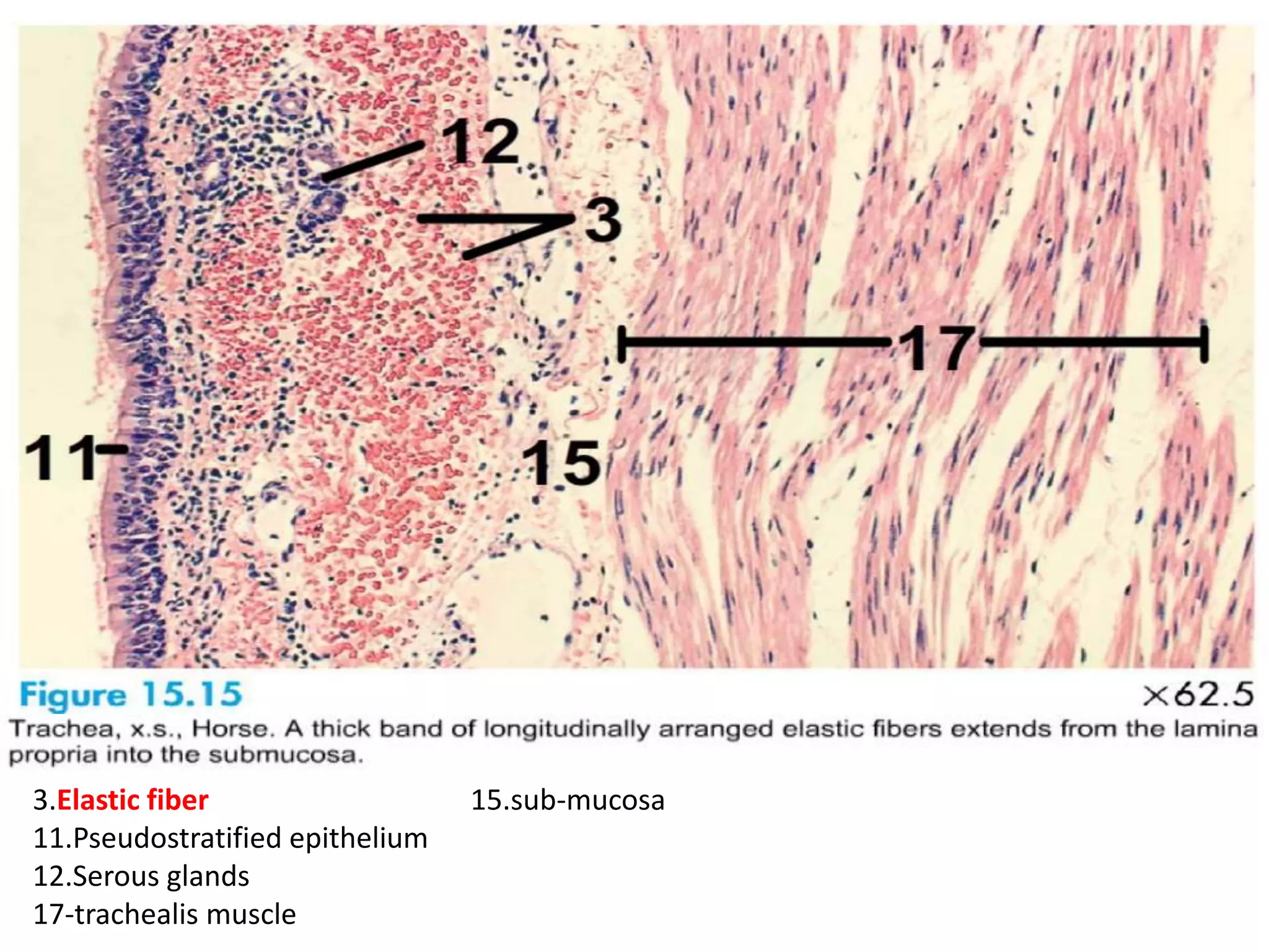 RESPIRATORY SYSTEM HISTOLOGY | PPTX