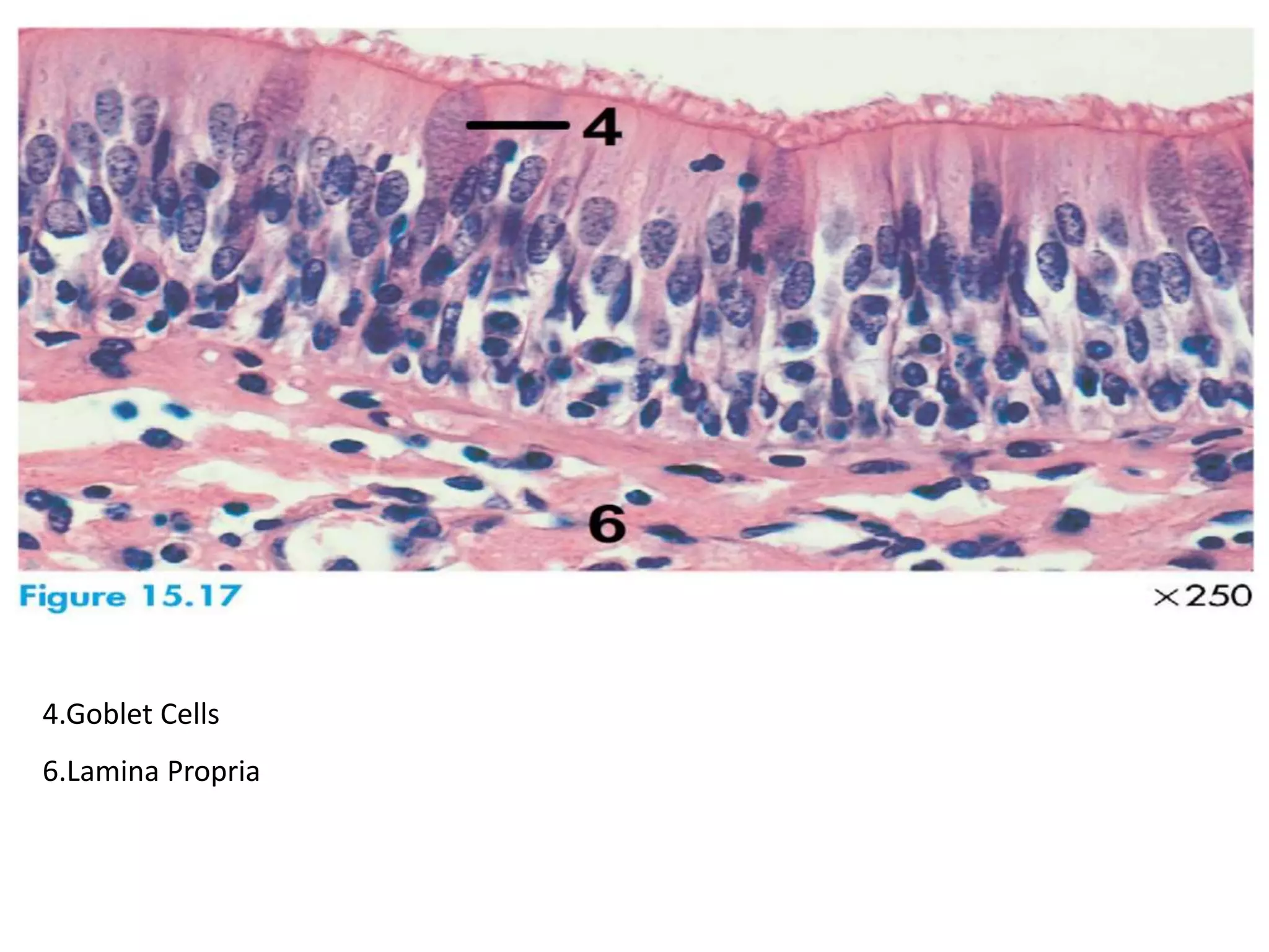 RESPIRATORY SYSTEM HISTOLOGY | PPTX
