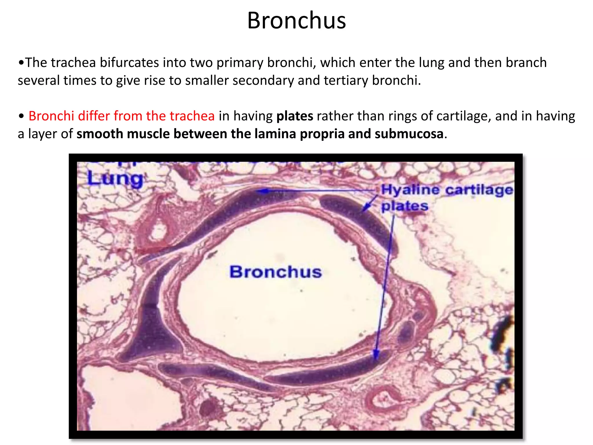 RESPIRATORY SYSTEM HISTOLOGY | PPTX