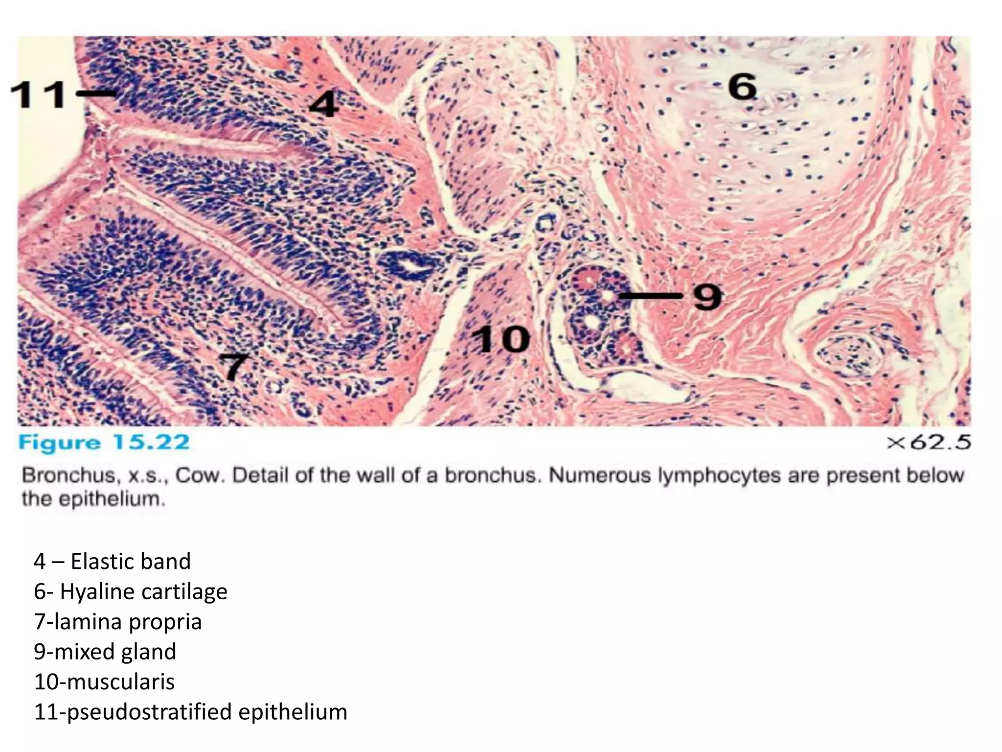 RESPIRATORY SYSTEM HISTOLOGY | PPTX